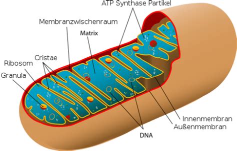 Difference Between Cristae And Cisternae Compare The Difference Between Similar Terms