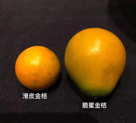 十大热门柑桔品种哪一个会是新风口 南方农村报