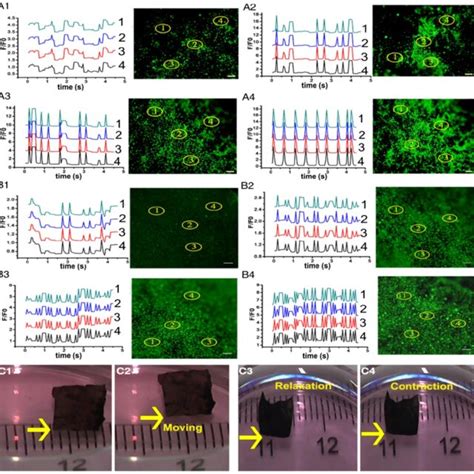 Dopa Based Conductive Membranes Increase Calcium Transients Frequency Download Scientific
