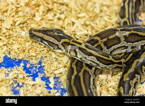 Head And Eye Python Python On The Floor Stock Photo Alamy