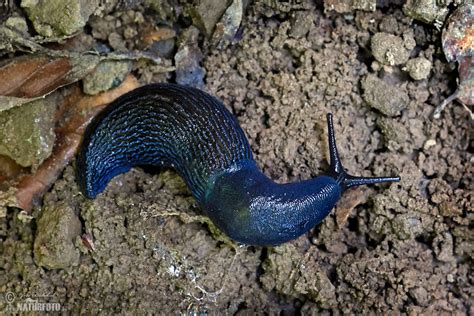 Carpathian Blue Slug Photos Carpathian Blue Slug Images Nature