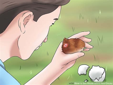 Ways To Sex Rhode Island Red Chicks WikiHow