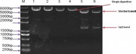 The Confirmation Of Recombinant Plasmid By Single And Double Digestion