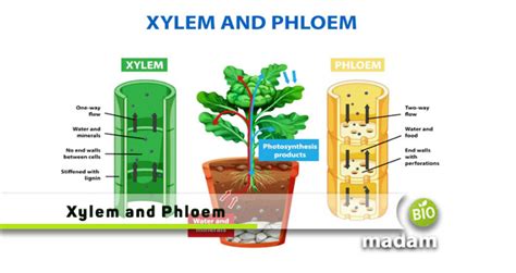 Difference Between Xylem And Phloem Biomadam