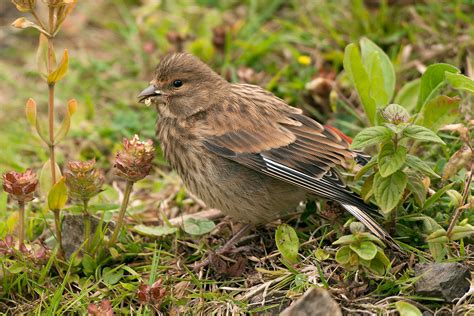 Common Linnet Twite And Lesser Redpoll Photo Id Guide Birdguides