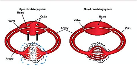 Open And Closed Circulatory System In 2025 Circulatory System Biology Heart Valves