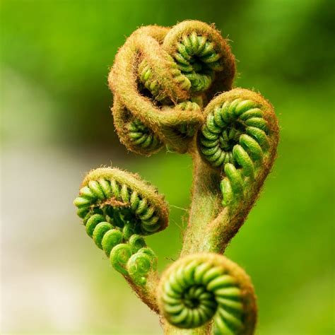 What Is A Fiddlehead Fern Flyingmachinearena