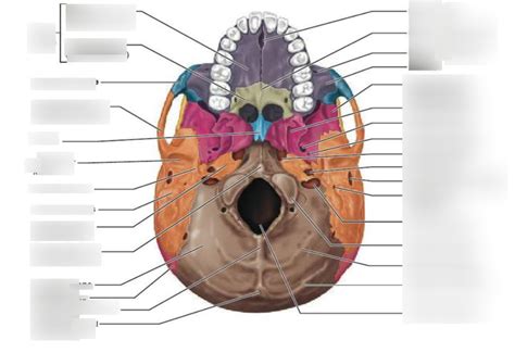 Skull Inferior View Diagram Quizlet