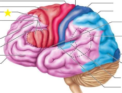 Brain Flashcards Quizlet
