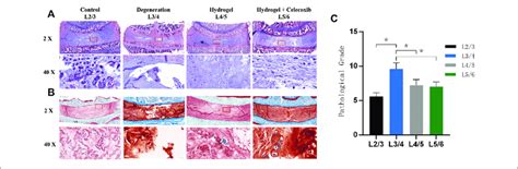 Morphological Staining In Vivo A The Representative Paraffin Download Scientific Diagram