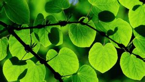 9 Captivating Trees With Heart Shaped Leaves