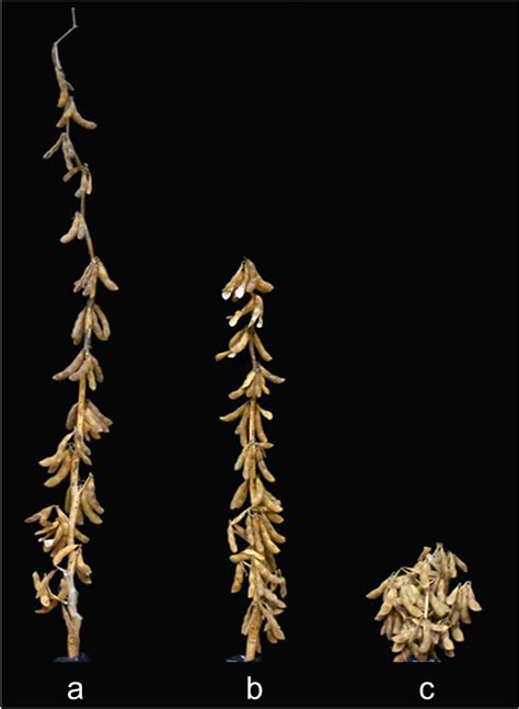Exemplification Of Three Categories Of Stem Growth Habit In Soybean