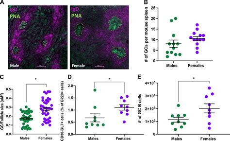 Influenza Vaccination Elicits A More Robust Germinal Center B Cell Download Scientific Diagram