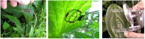 Leaf Monitoring [11] Download Scientific Diagram