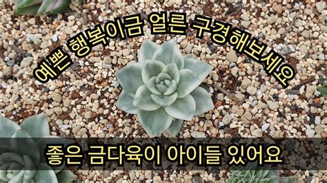 6월 24일 정말 예쁜 행복이금 등 금다육이들 얼른 보세요~ Youtube