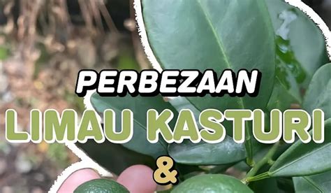 Limau Nipis Atau Limau Kasturi