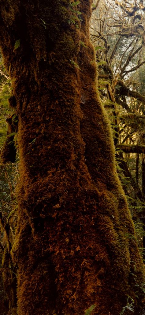 Willow Defebaugh Atmos