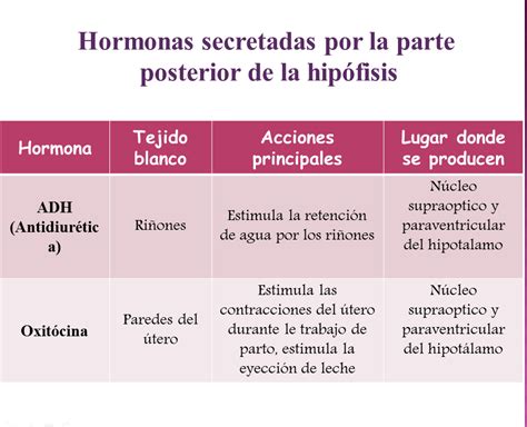 Hipófisis Anterior Fisiología De Las Hormonas Hipofisarias Harrison