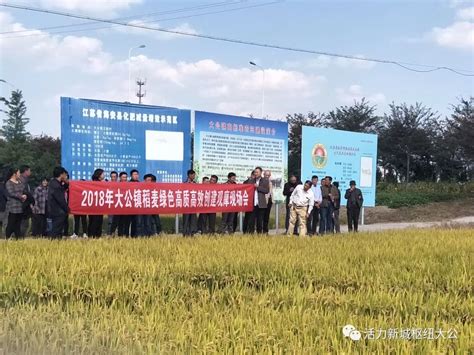 【农业农村】大公镇召开稻麦绿色高质高效创建现场观摩会及水稻品种观摩现场会工作
