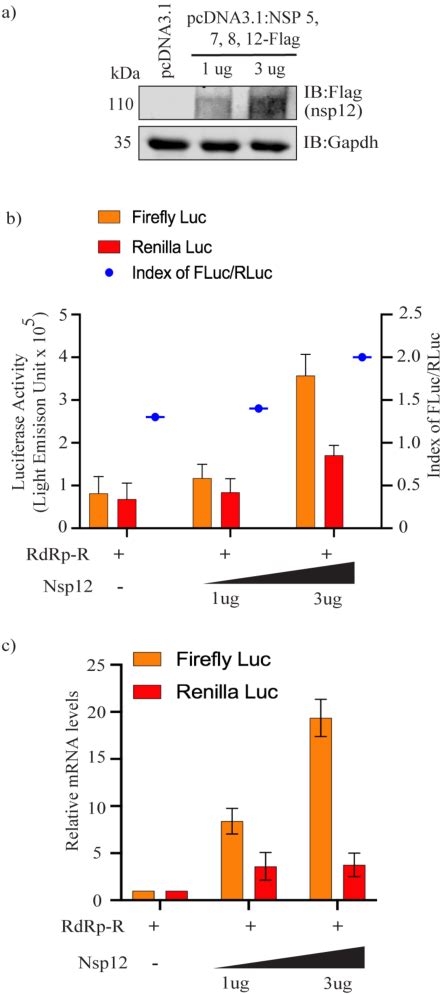 Transient Reporter Assay Of Sars Cov 2 Rdrp Polymerase A Hek293l
