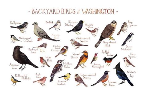 Washington Backyard Birds Field Guide Art Print Backyard Birds Bird