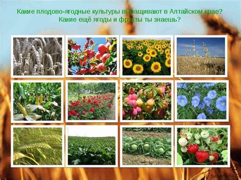 Растениеводство в Алтайском крае Урок окружающего мира 4 класс Учебник А А Плешакова Учитель