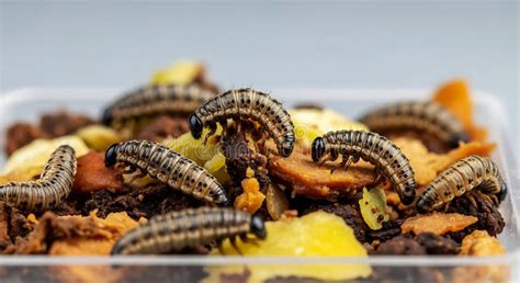 Bioconversion Stock Illustrations 30 Bioconversion Stock Illustrations Vectors And Clipart