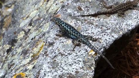 Lizard Does Pushups Western Fence Lizards In Ca Youtube