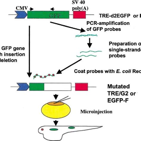 Experimental Strategy The Enhanced Egfp Gene Is Mutated Through Download Scientific Diagram