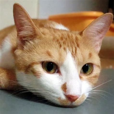 迷い猫を探すなら 迷子猫チラシ総本店