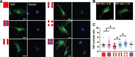 Yap Nucleocytoplasmic Localization Of Hmscs A Representative Download Scientific Diagram