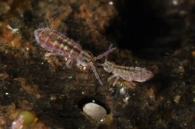 Real Monstrosities Springtail