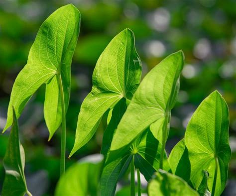 Are Arrowhead Plants Toxic To Dogs Are Arrowhead Plants Poisonous To Dogs