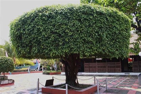 How To Plant And Grow Outdoor Weeping Fig Tree
