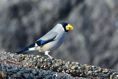黄色い大きな嘴が目立つ渡り鳥で冬に雑木林や公園で見られる身近なイカル foto de Stock Adobe Stock
