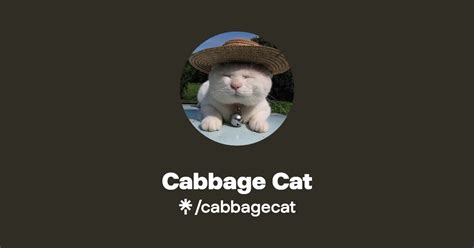 Cabbagecat S Link In Bio Instagram And Socials Linktree