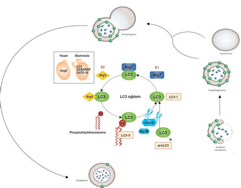 Lc3 The Gold Standard For Autophagy Research