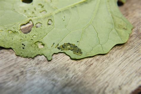 Rupsen In Je Kool Van Koolwitje