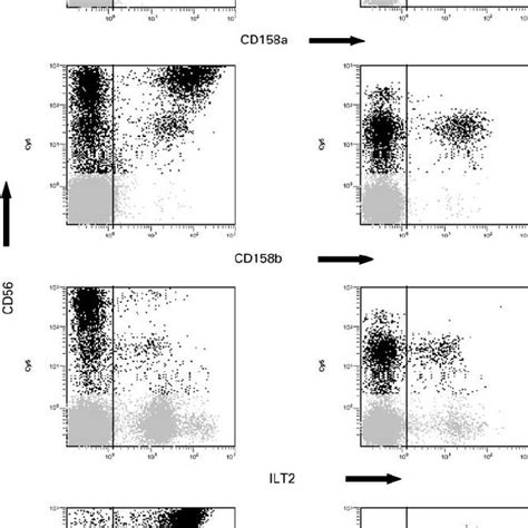Cd56 Superbright Nk Cells Differ From Cd56 Bright Nk Cells With Respect Download Scientific