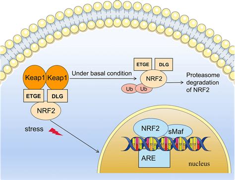 Under Normal Conditions Nrf2 Binds To Keap1 Through Its Two Motifs Download Scientific Diagram