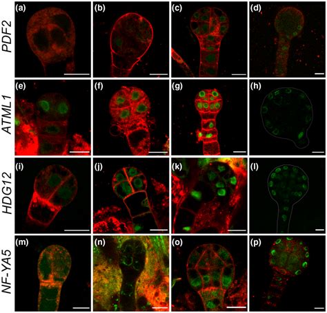 Repression Of Epidermal Cell Layer Enriched Tf Genes Occur In The Inner Download Scientific