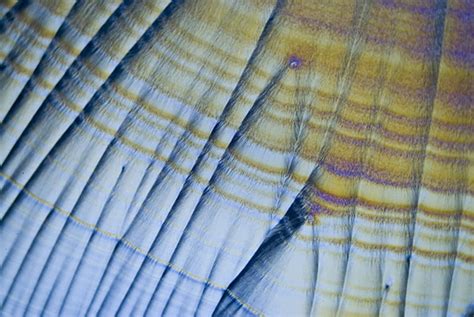 Ascorbic Acid Background Images Hd Pictures And Wallpaper For Free