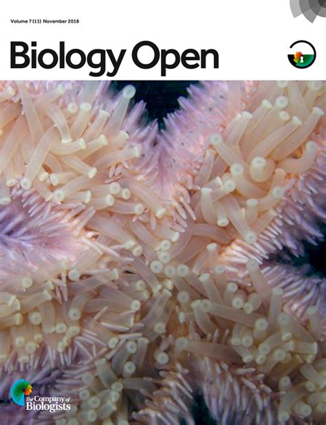 Long Non Coding Rna Picsar Decreases Adhesion And Promotes Migration Of