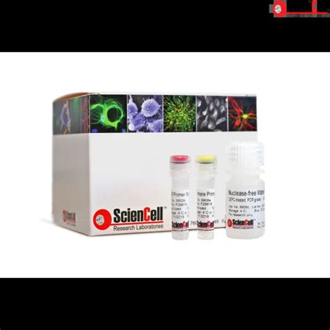 Relative Rat Telomere Length Quantification Qpcr Assay Kit Rrtlq