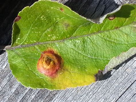 Apple Rust Leaf Apples Forum At Permies