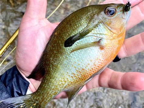 Redbreast Sunfish