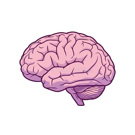 Brains Realistic Folds And Grooves Known As Gyri And Sulci Representing The Cerebral Cortex In