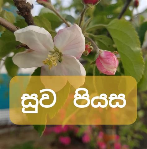 සුව පියස