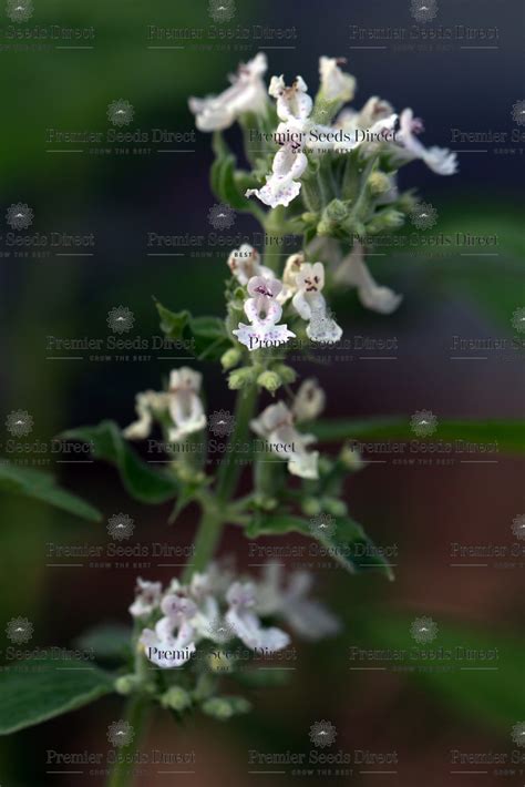 Catnip Catmint White Herb Premier Seeds Direct Ltd