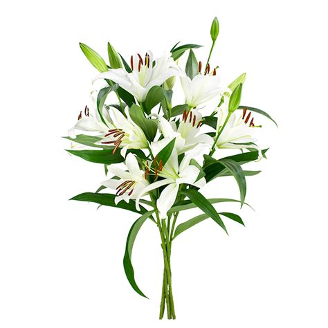 Lily O.T. Zambesi - Mystic Flowers